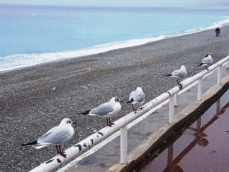 Nice in winter, things to do and see - travelpassionate.com