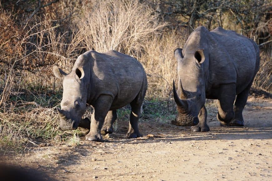 Best Game Reserves in South Africa - Travel Passionate