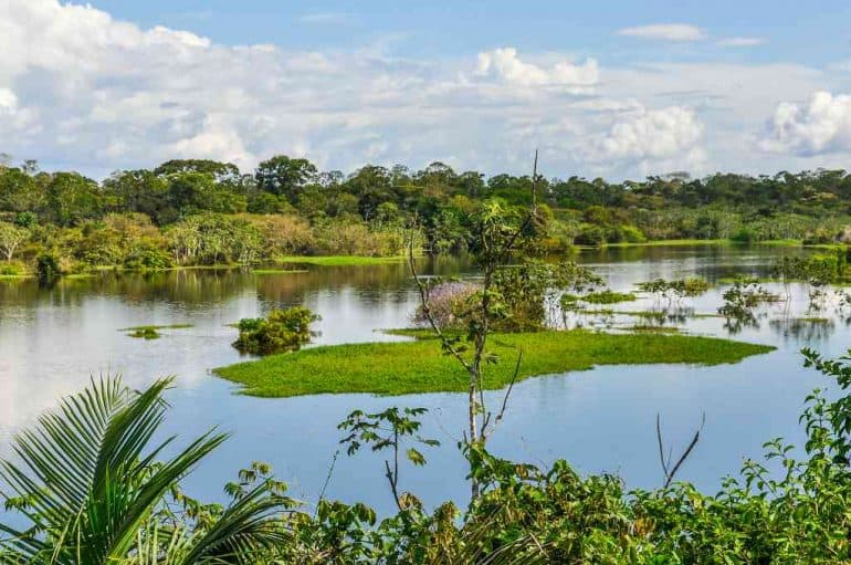 Interesting Facts about the Pink Dolphin of the Amazon ...